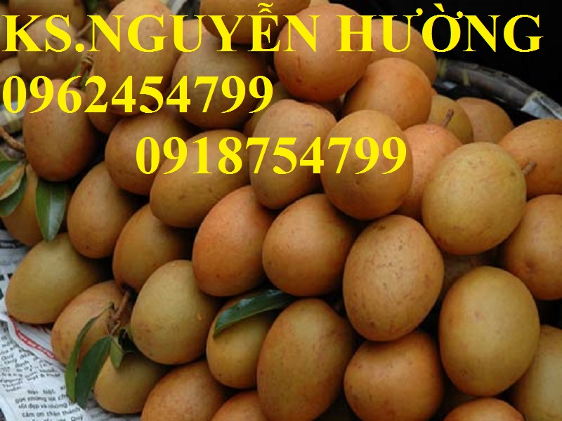 Cung Cấp Giống Cây Sapuche (Sa Pu Chê), Sapoche, Saboche, Hồng Xiêm ...