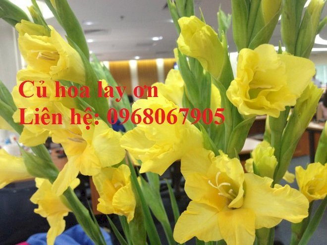 Cung Cấp Củ Giống Hoa Lay Ơn, Hoa Dơn, Hoa Layon Hàng Chuẩn, Chất Lượng Cao